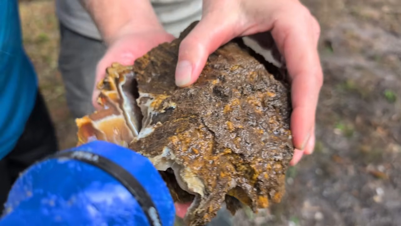 They cut open 20-million-year-old fossils and found alien-looking chambers