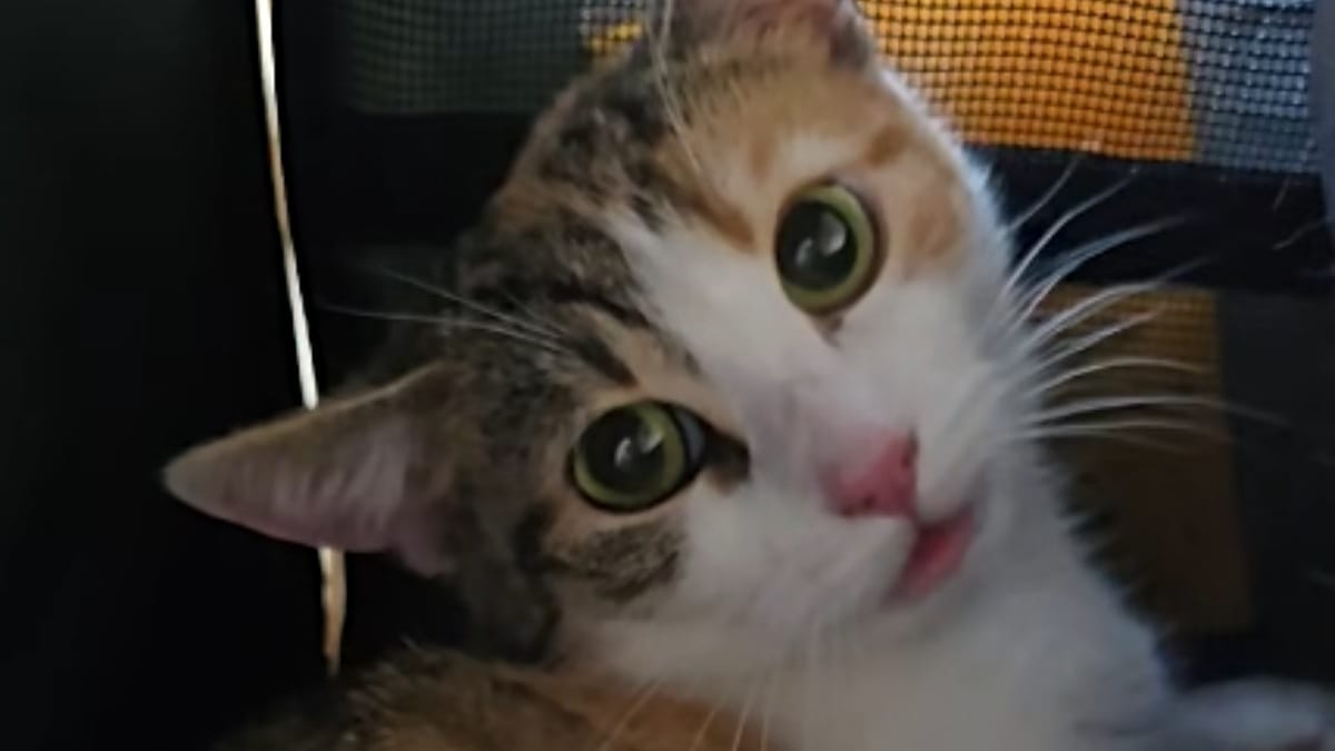 "Get in, you filthy animal!": Rescuers reveal a little cat's ...