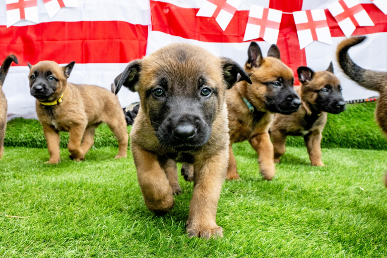 New police puppy recruits named after World Cup stars