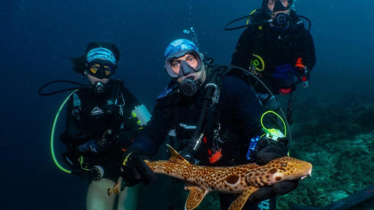 Nuova specie di squalo scoperta in Papua Nuova Guinea: si muove ...