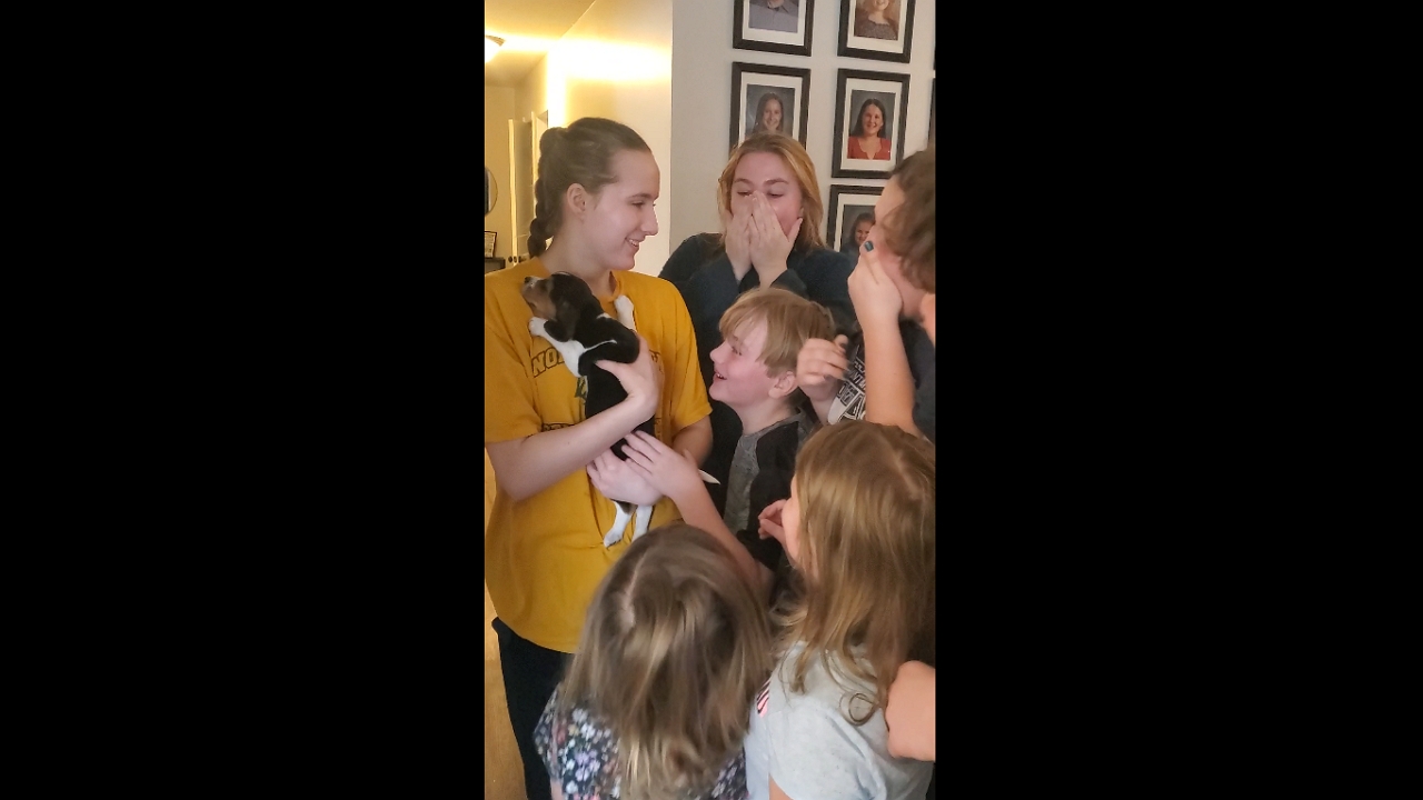 Beagle bonanza: Family overwhelmed with puppy surprise