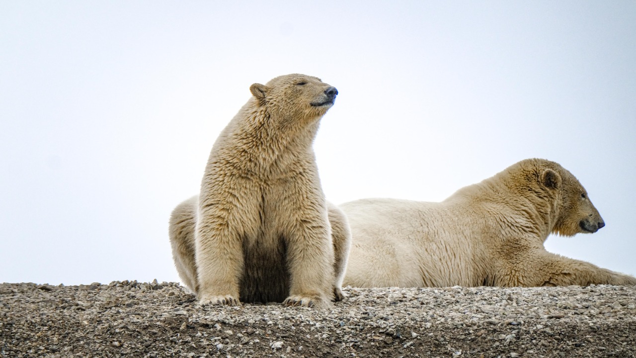 Polar bears are showing genetic changes as Arctic sea ice keeps ...