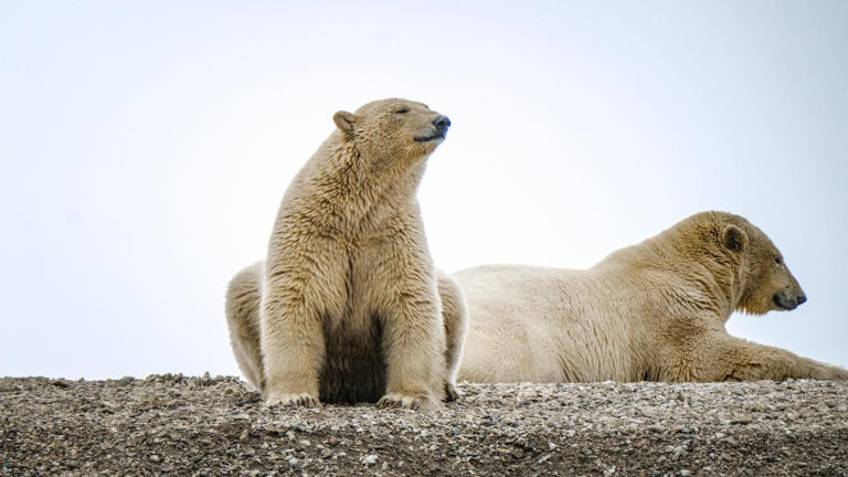 Polar bears are showing genetic changes as Arctic sea ice keeps ...