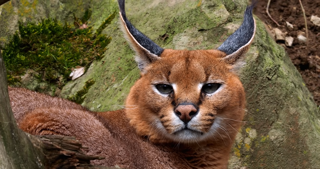 Watch what happens when this cat launches itself into the air