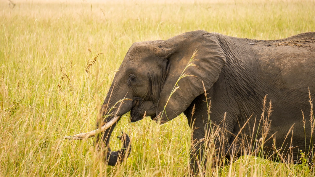 14 most powerful animals on Earth
