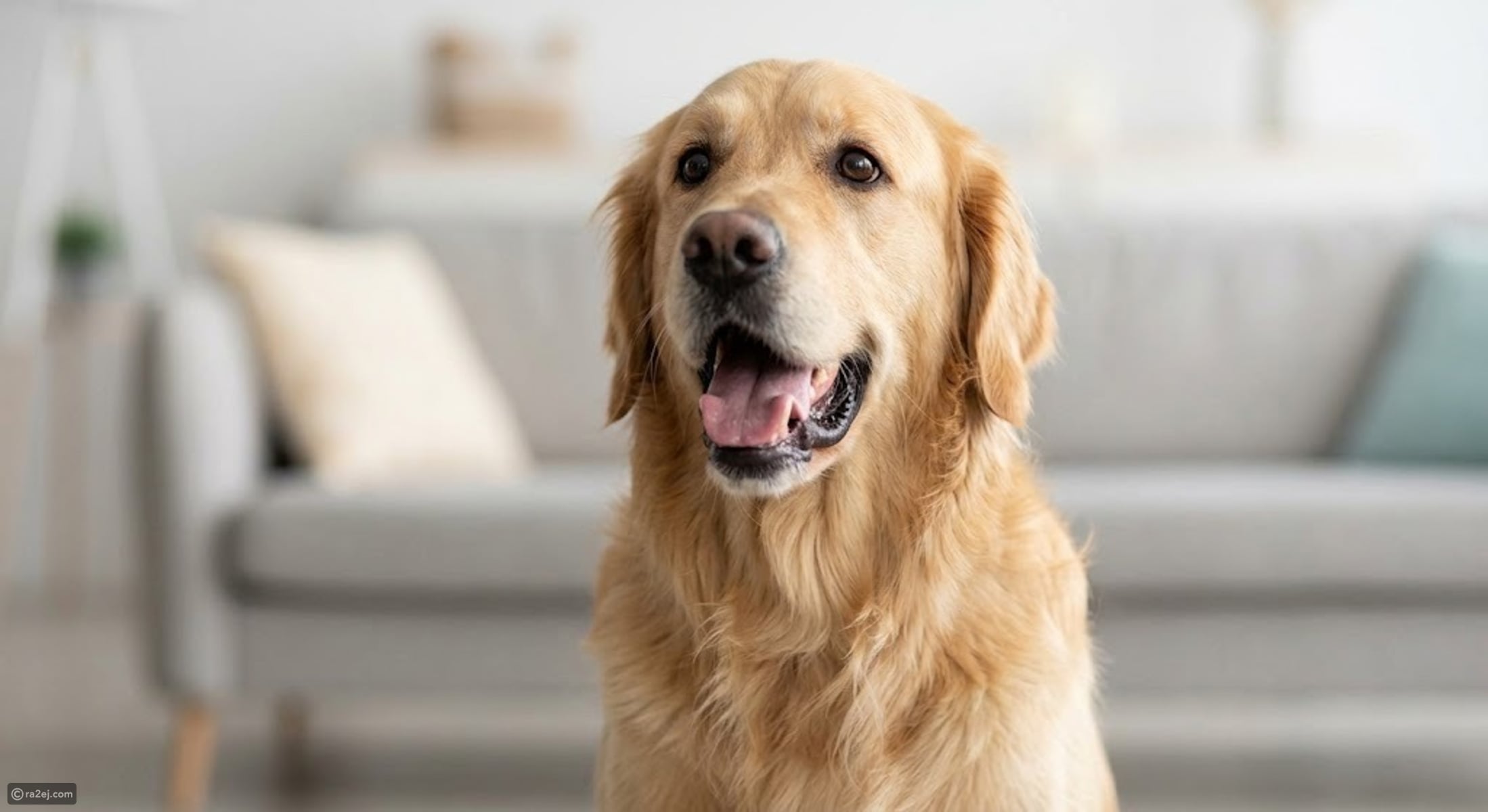 10 dog health warning signs that should never be ignored
