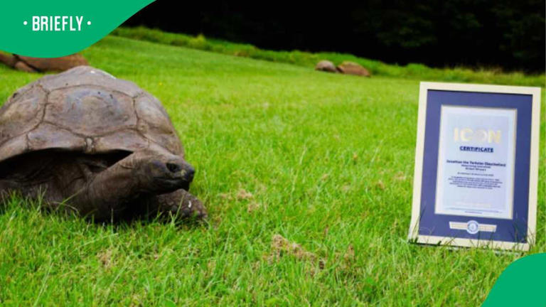 Jonathan the tortoise turns 194 and receives special Guinness honour
