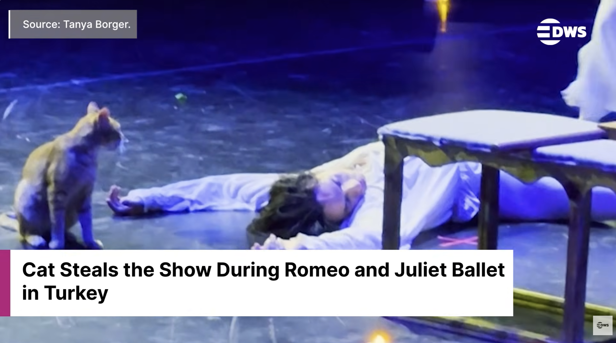 Un gatto sale sul palco durante “Romeo e Giulietta” e conquista il pubblico