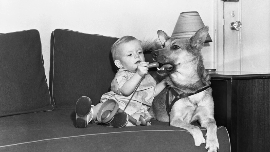 6 dogs showing gentle protection for children
