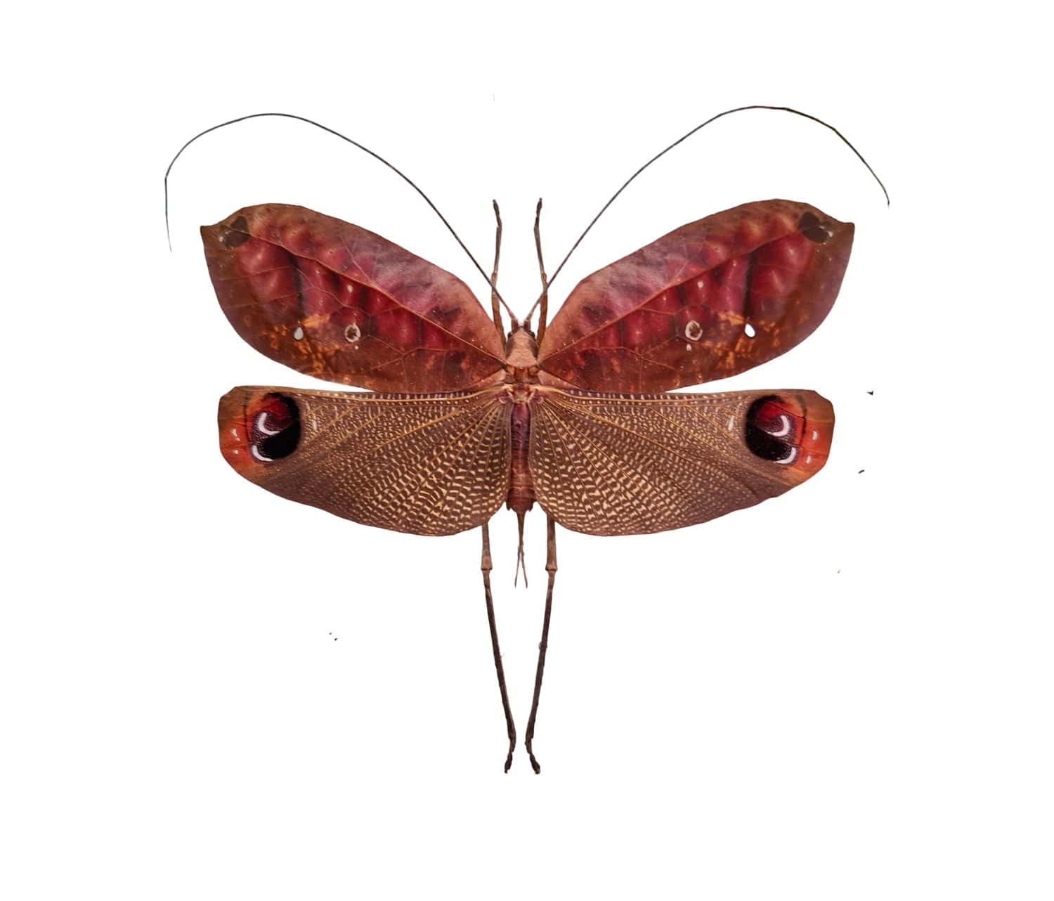 Why this katydid’s stunning beauty is actually a survival weapon