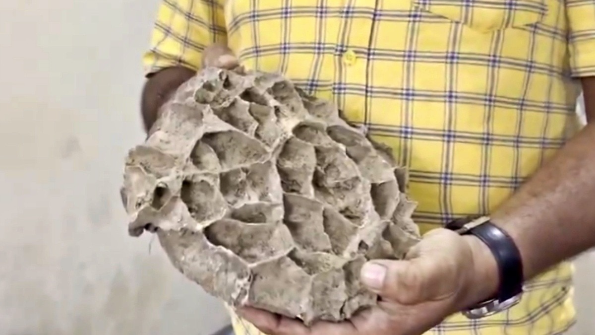 Odisha was once underwater: Students discover 15-million-year-old shark ...