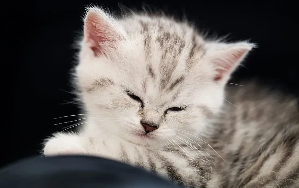 Stray kitten melts hearts with first night indoors