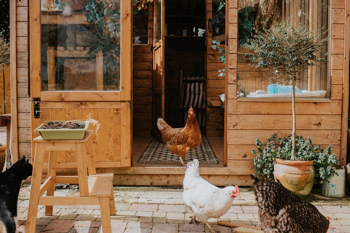 The best farm animals for beginners, according to a homesteading expert