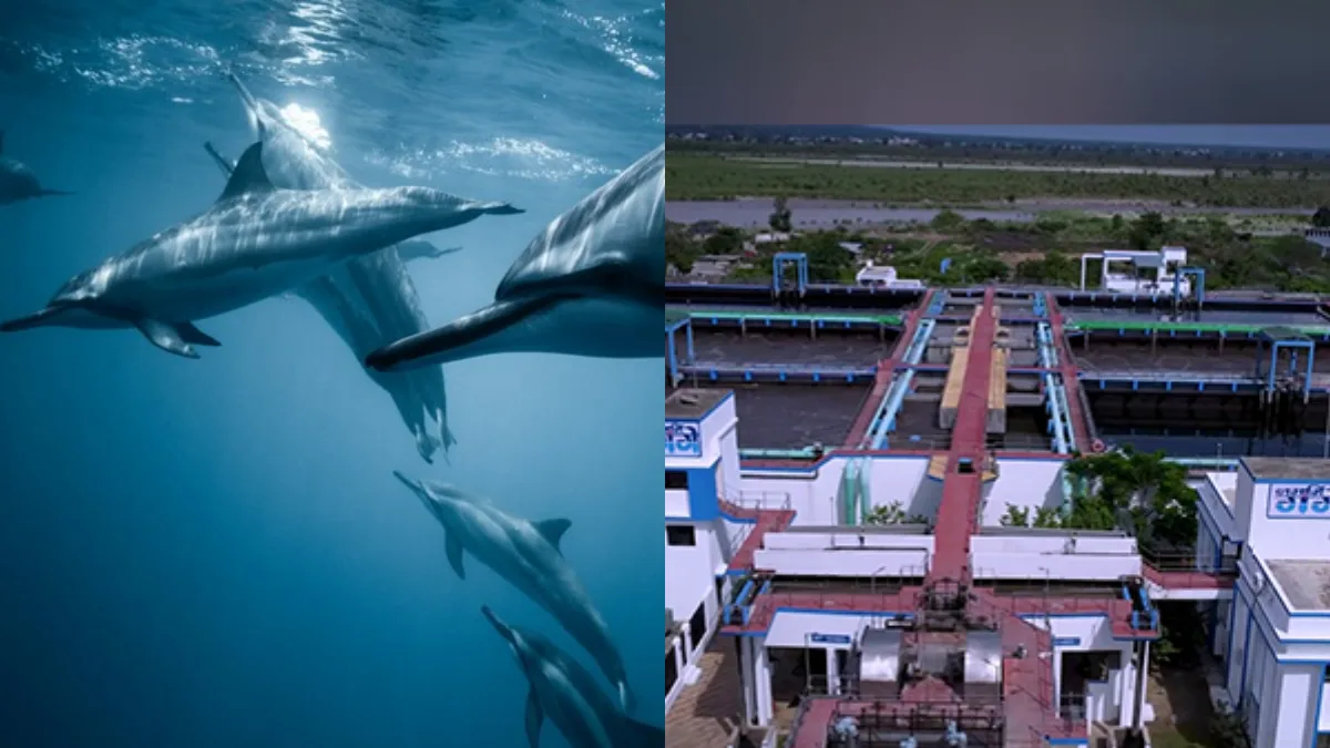 2 dolphin parks, sewage treatment projects: Centre-state's big Namami ...