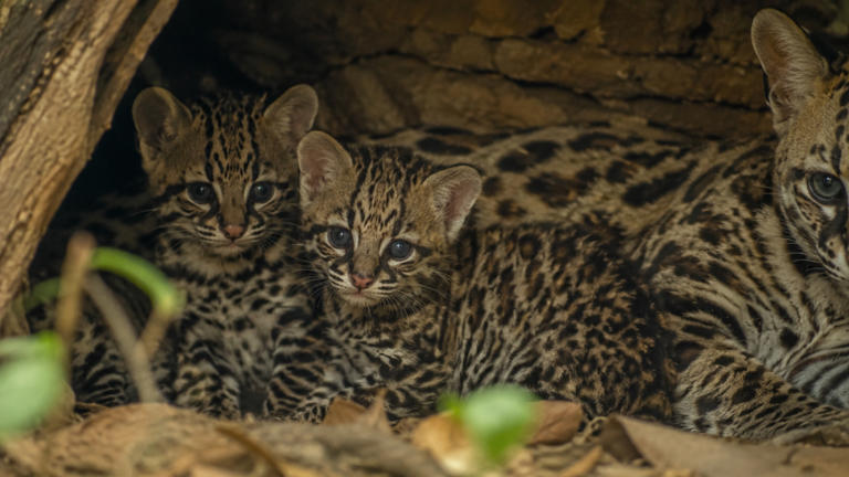Two ocelot kittens in Texas carry the weight of a fragile wild cat recovery