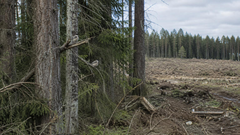 Forest birds in Finland are avoiding intensive clearcuts