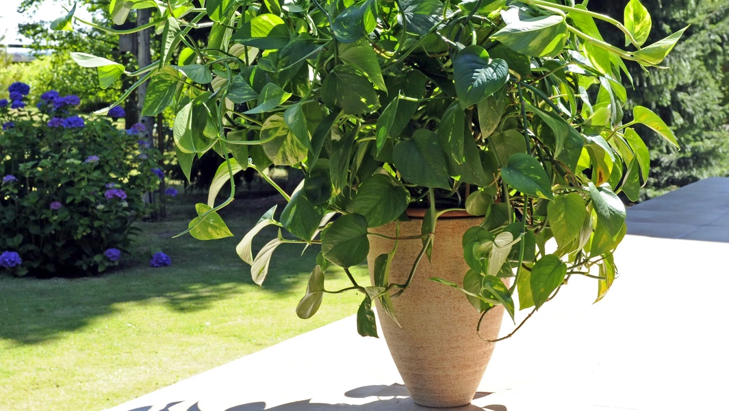 Pothos care tips every plant lover needs