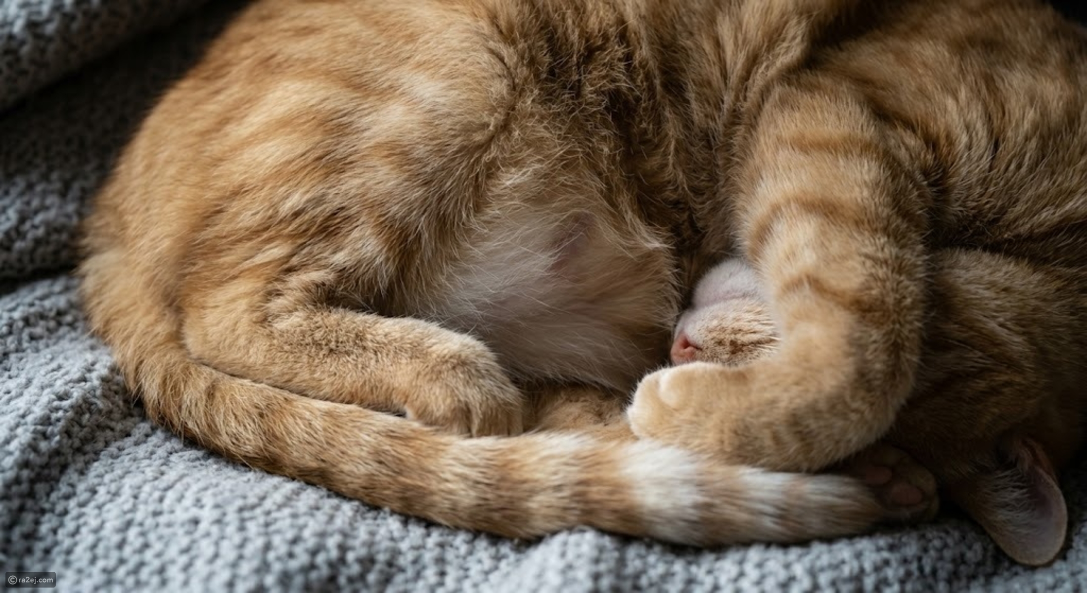 Cats sleep curled up for one key reason — and it’s not comfort