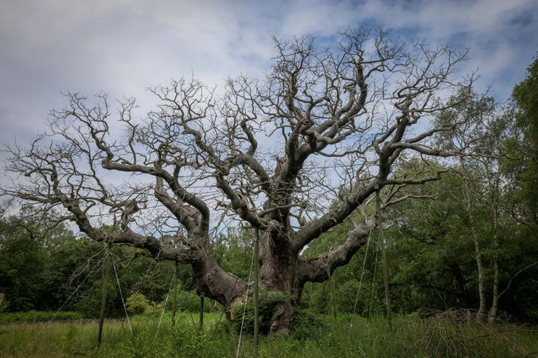 Share your memories of Sherwood Forest's Major Oak after famous tree ...