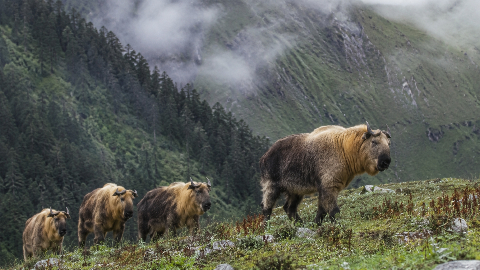 Un rare troupeau de takins de Mishmi au Sikkim montre à quel point on ...