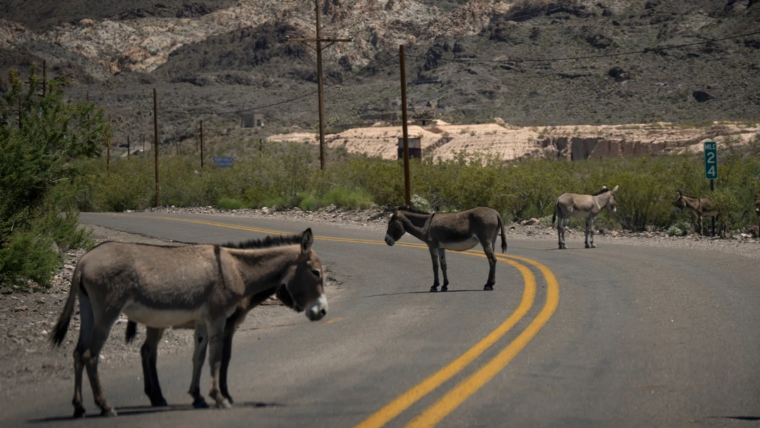 Oatman, Arizona: Wild burros and Route 66 heritage