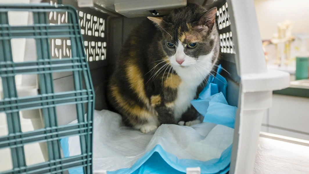 4 signs your cat may be nearing the end