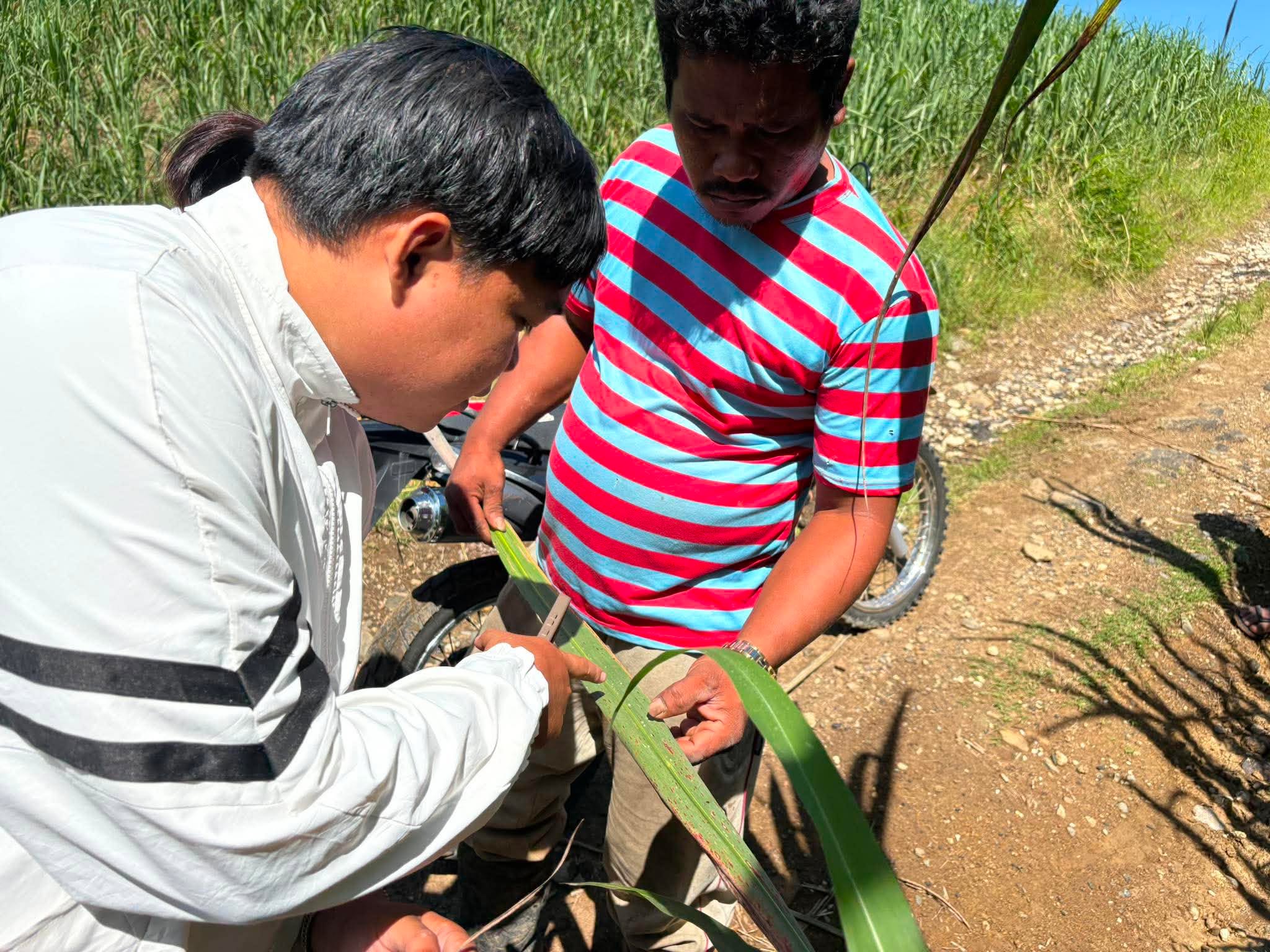 Visayas sugar farm insect infestation prompts emergency meeting