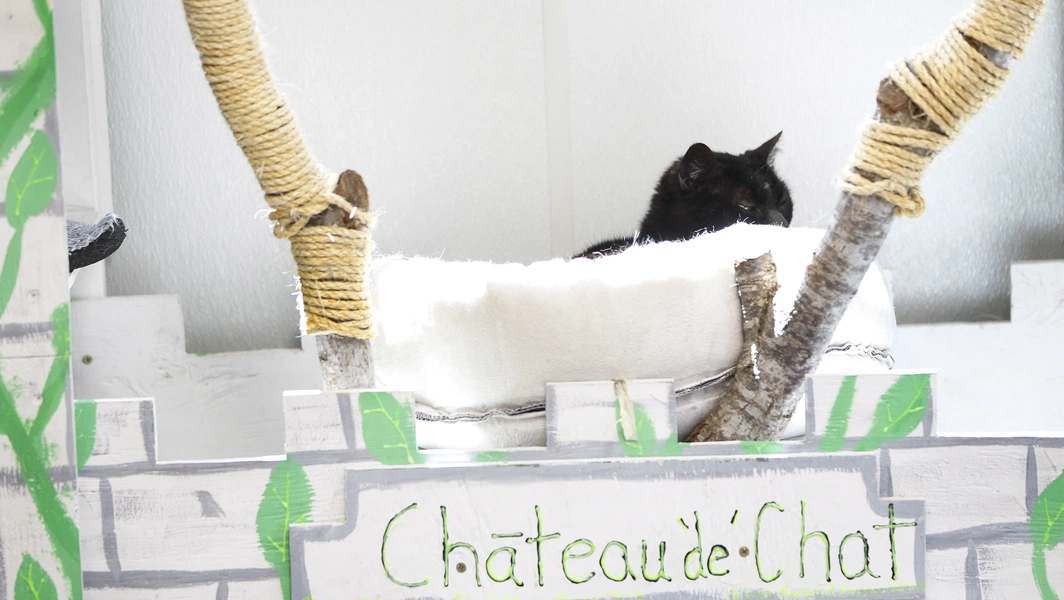 Expert tips and big savings energize cat lovers' community