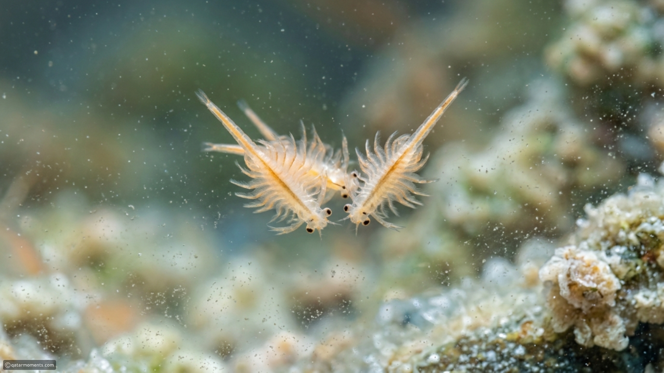 11 animals that can survive nearly any environment