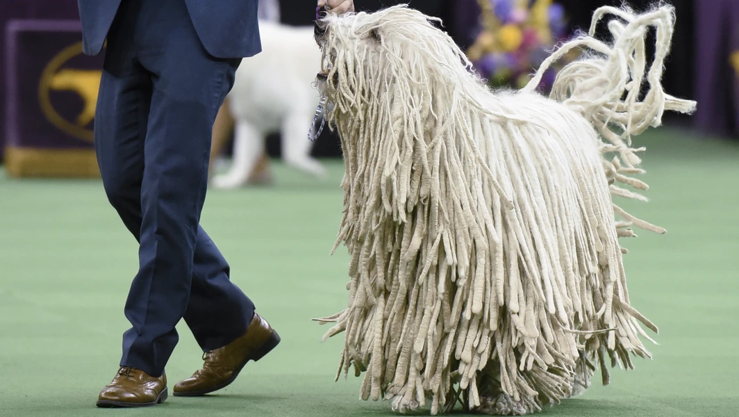 10 unique and unusual dog breeds