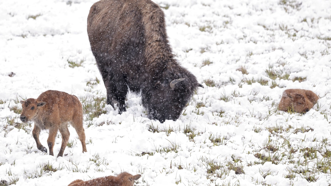 Montana’s bison: Ecology, culture, and conservation