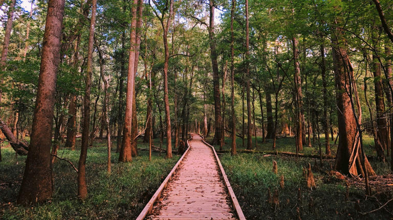 Forget Redwood National Park — experience these 9 lesser-known forest ...