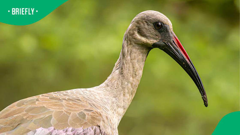 SA man mistakes African sacred ibis for new hadeda species at Sasol garage