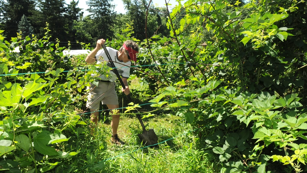 Controlling poison hemlock and blackberry infestations
