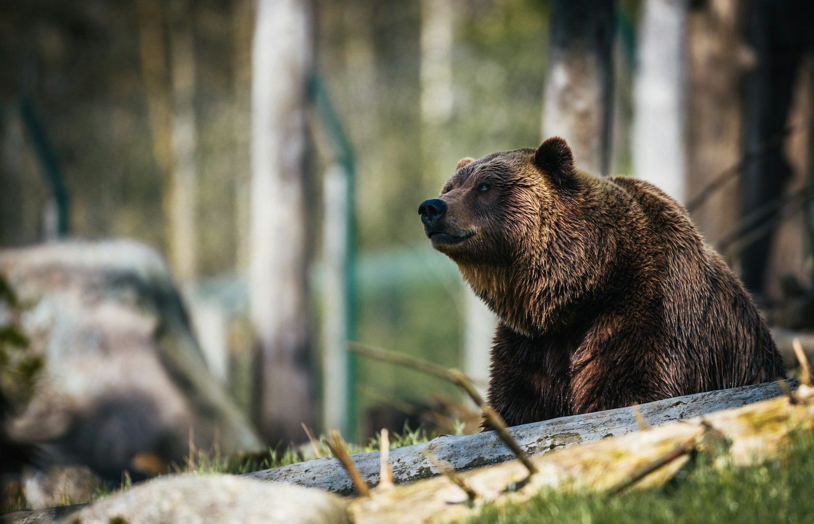 Bear sightings surge across Japan as hungry animals venture closer to ...