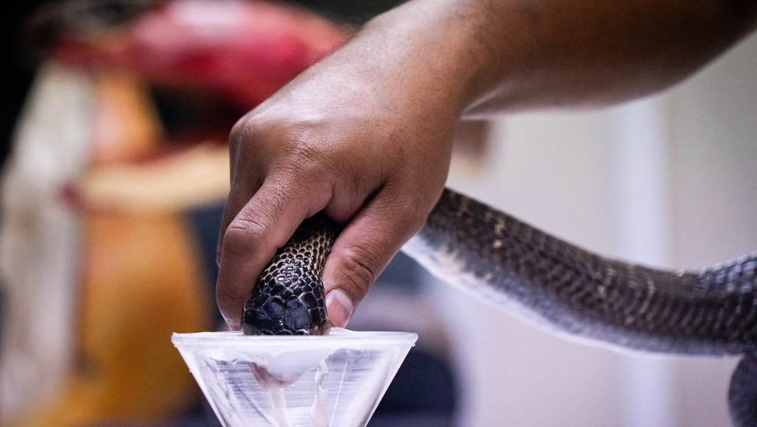 11 unusual careers from venom extraction to feng shui
