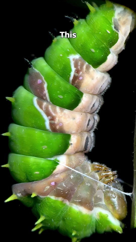 Caterpillar transformation microscopic view of metamorphosis