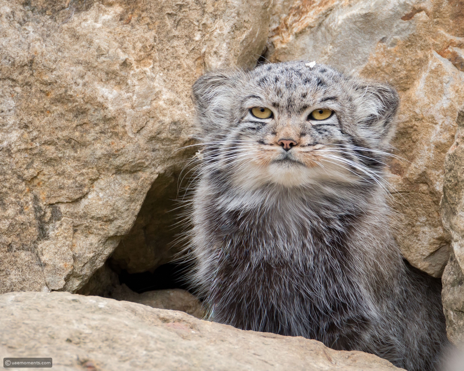 11 rare wild cat species once believed extinct that have been rediscovered