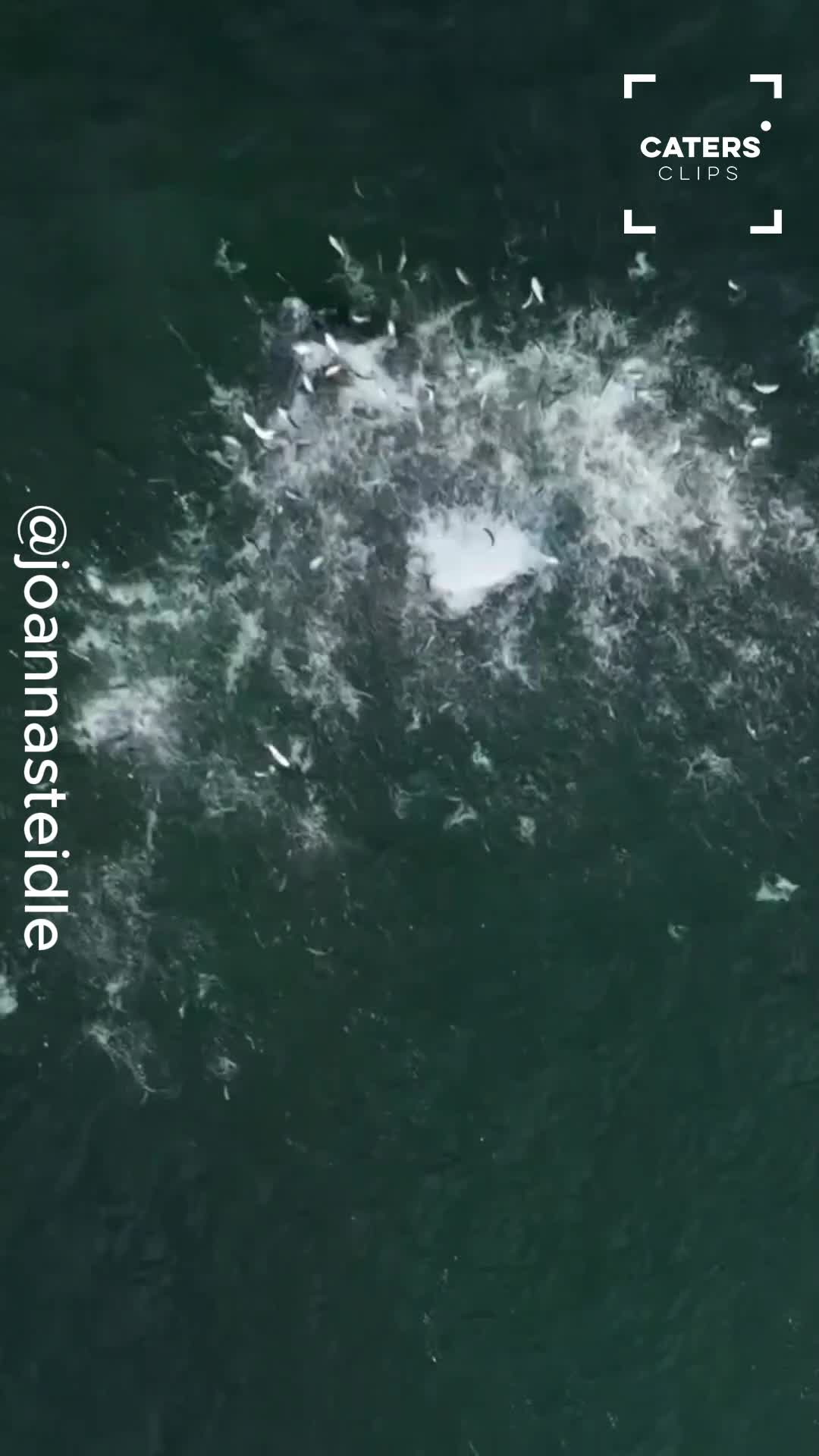 Drone captures humpback whale's incredible feeding frenzy