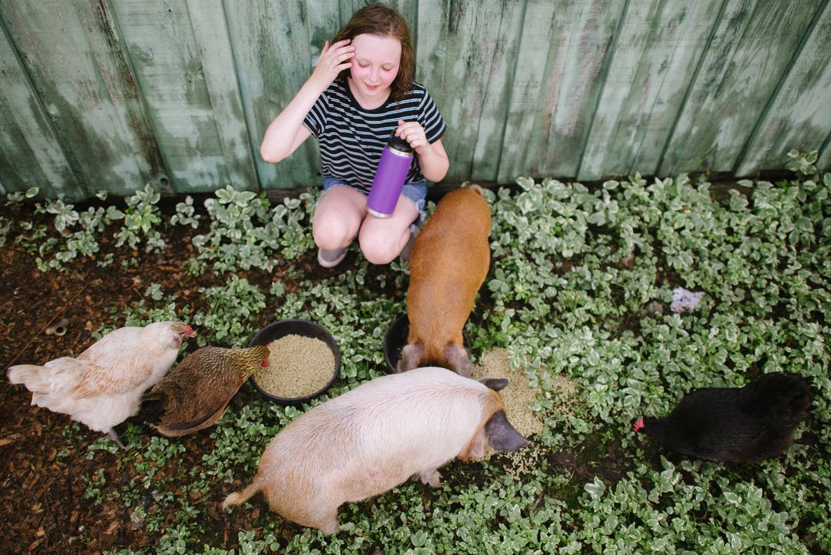 The best farm animals for beginners, according to a homesteading expert