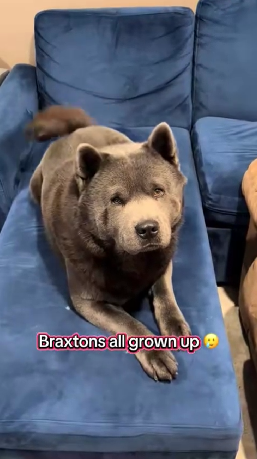 Heartwarming Puppy Moments With Chow Chow Growth