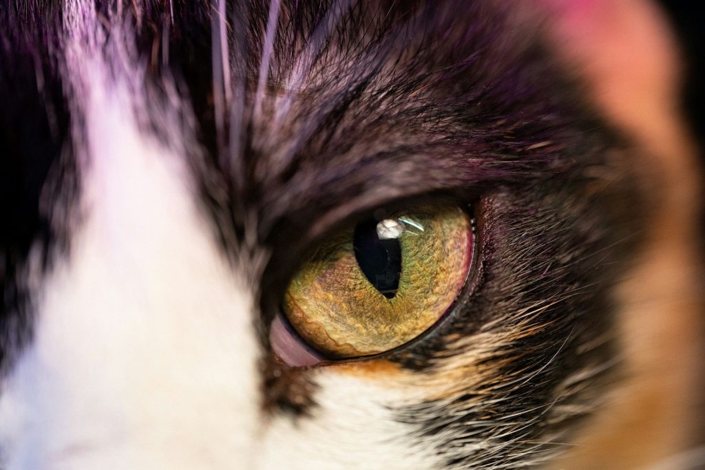 Why virtual birds make your cat lose their mind