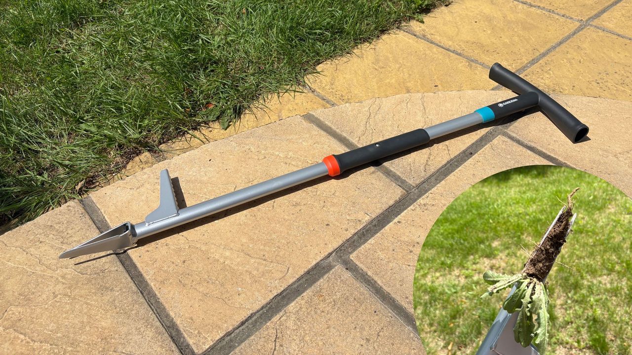 My lawn is dry and compacted, but this weed puller made removing the ...