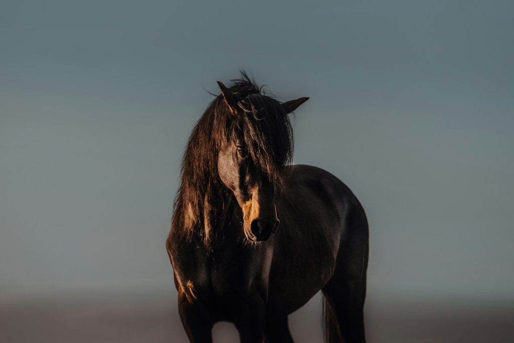 Beloved wild stallion dies suddenly after a single kick