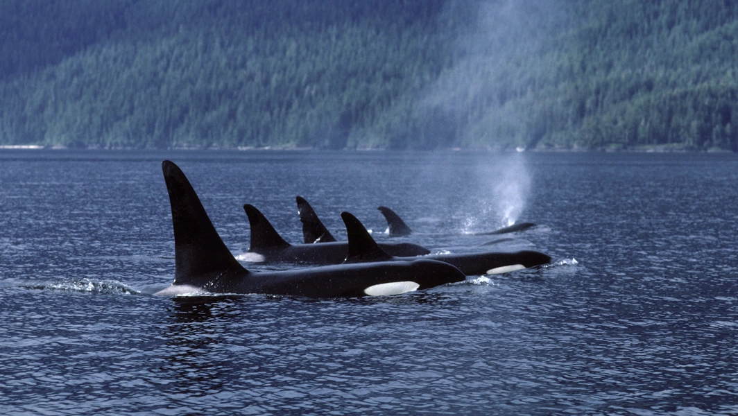 New southern resident orca calf spotted in L pod