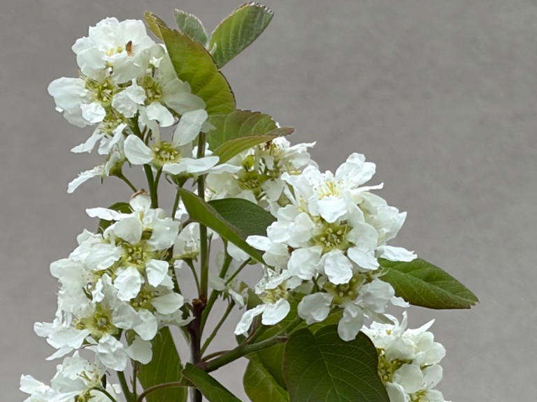 In the garden: Start with a native tree