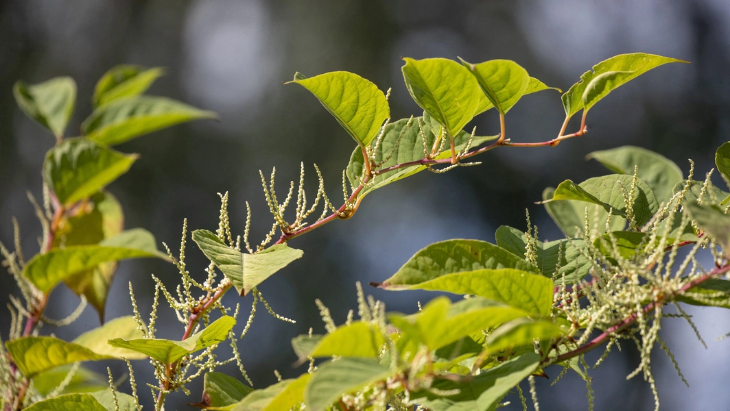 12 plants that can damage homes or attract pests