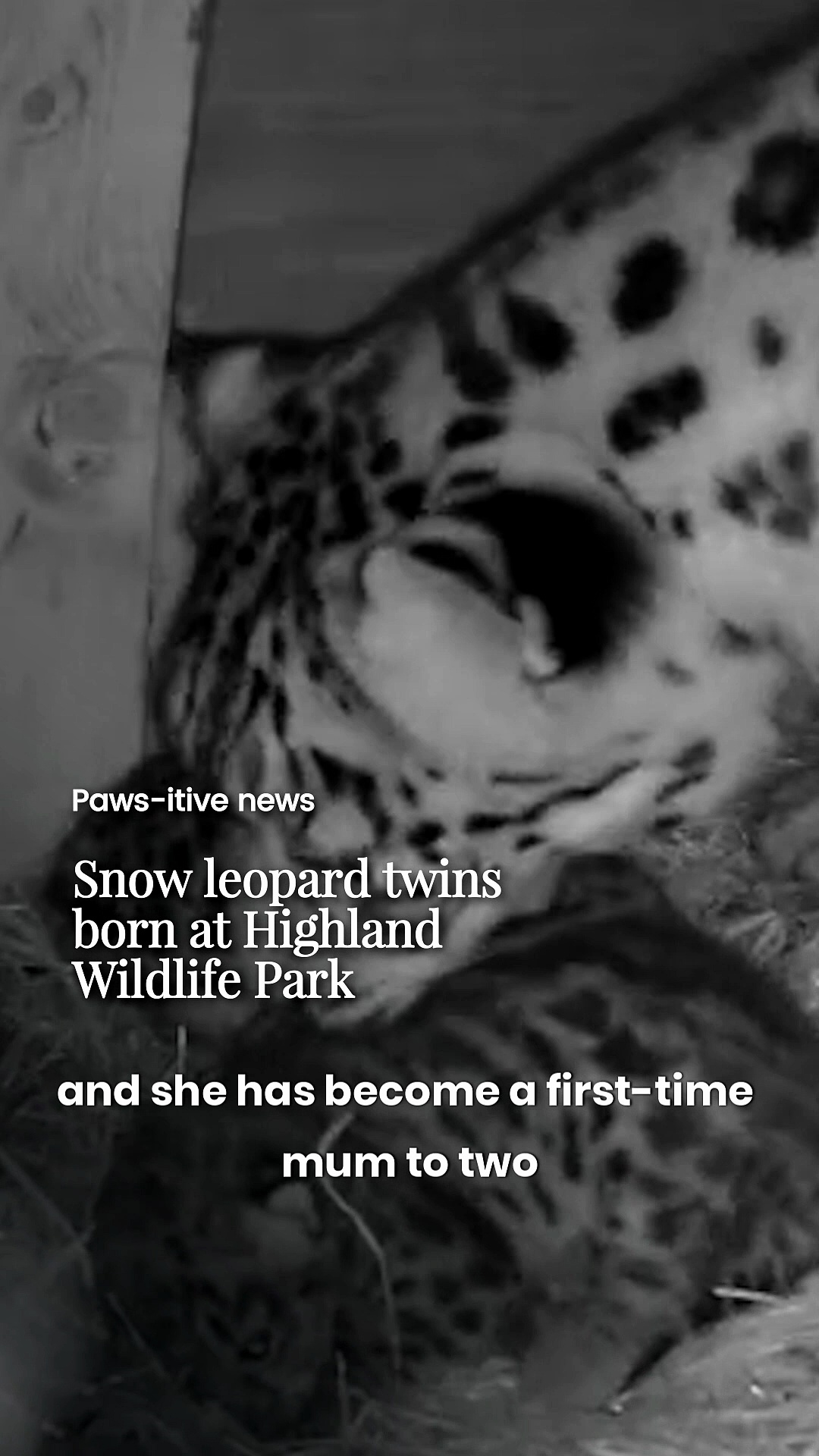 Snow leopard twins born at Highland Wildlife Park