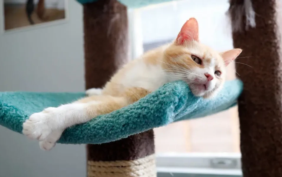 Expert tips and big savings energize cat lovers' community