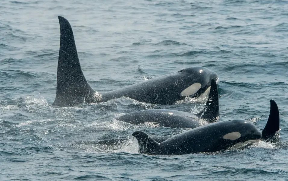 New southern resident orca calf spotted in L pod